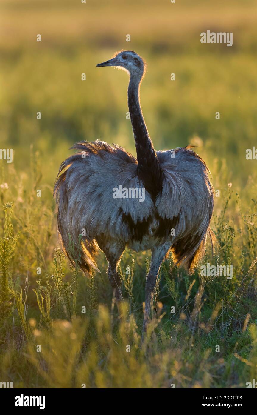 Greater Rhea, (Rhea Americana) in Pampas plain environment, La Pampa ...
