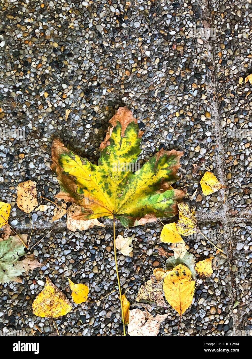 A vertical shot of a dry maple tree leaf on the ground Stock Photo - Alamy
