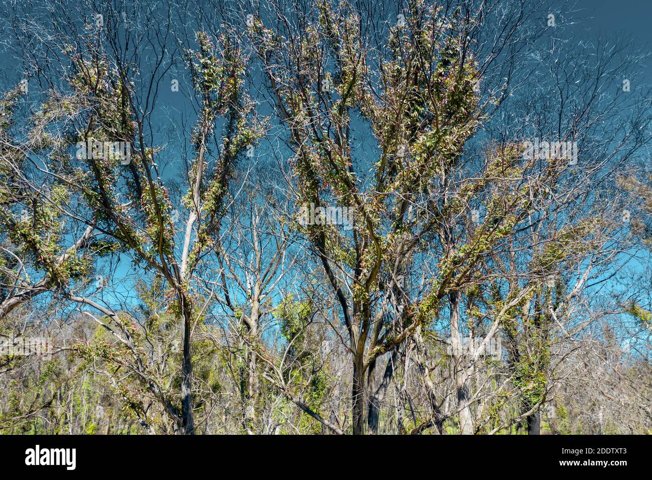 Aerial view forest tree branches hi-res stock photography and images ...