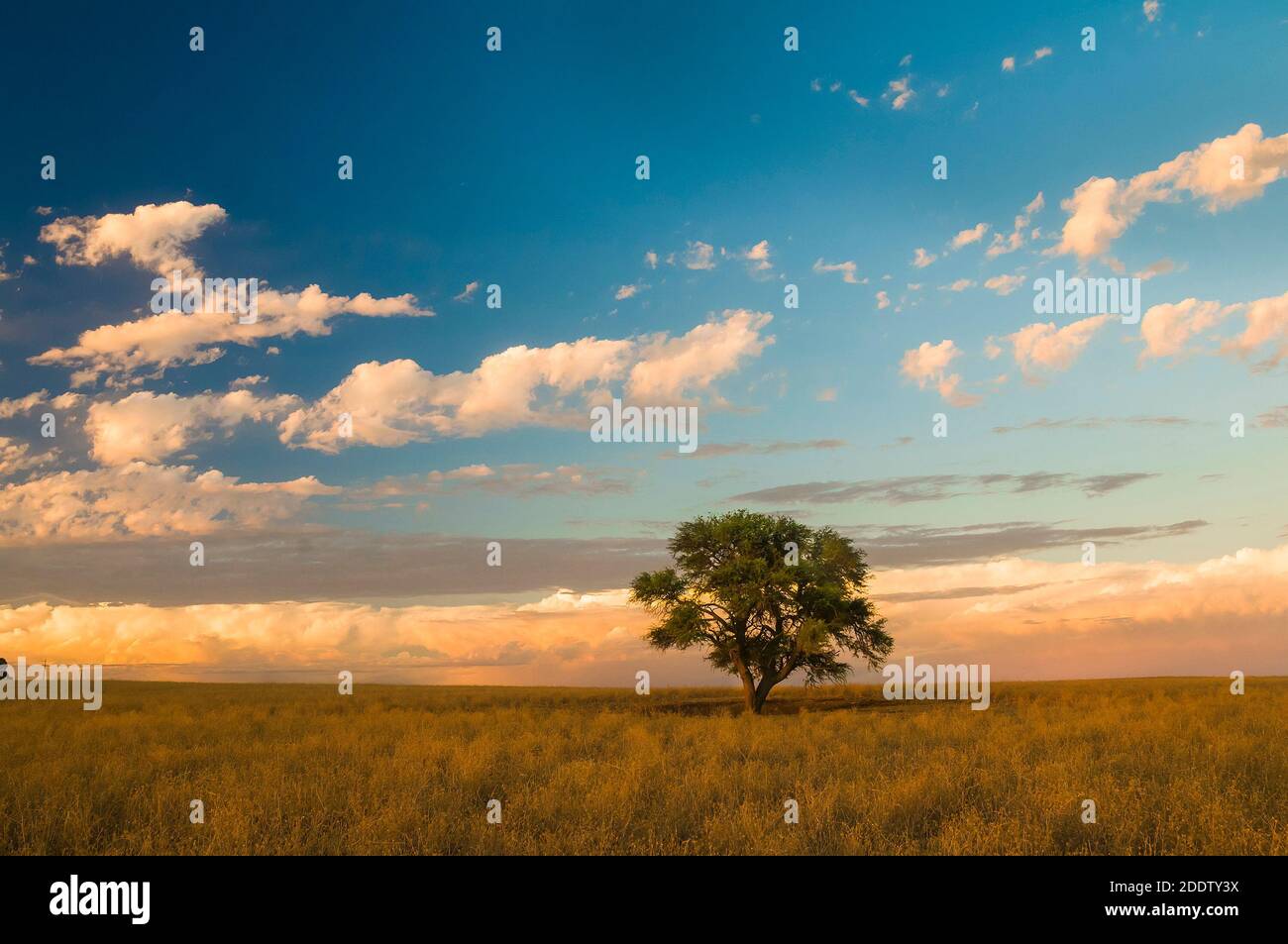 Calden tree, Prosopis Caldenia, in Pampas environment, La Pampa ...