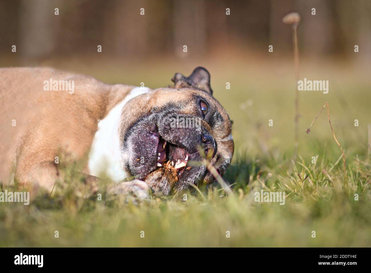 French Bulldog dog chewing on a piece of wooden branch stick with open ...