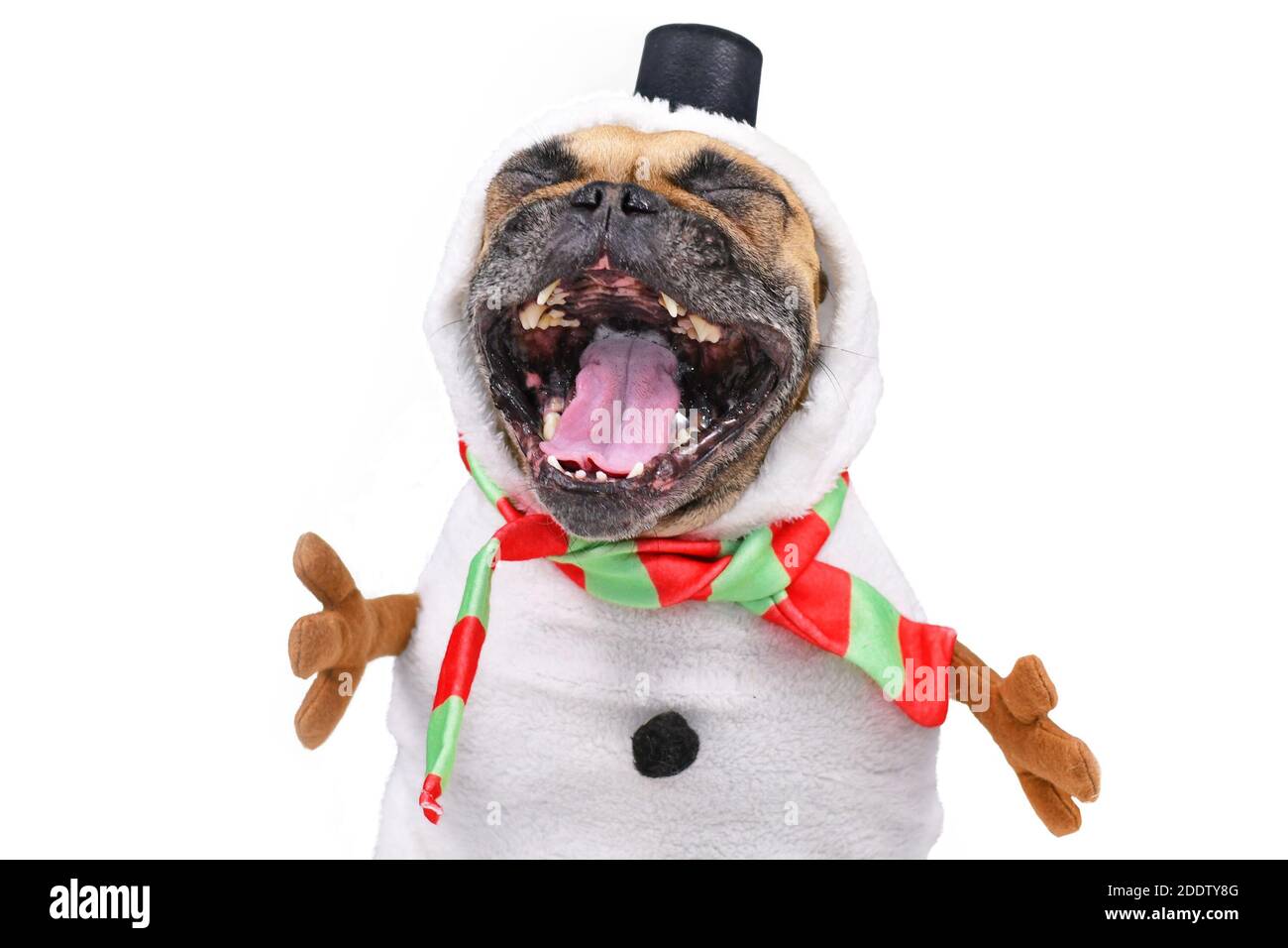 Funny laughing French Bulldog dog dressed up as snowman with full body ...