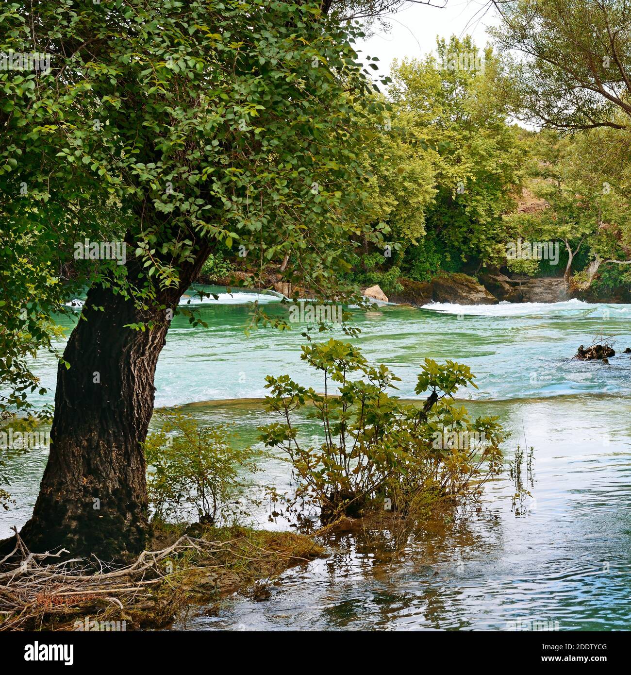 River rock tree hi-res stock photography and images - Alamy
