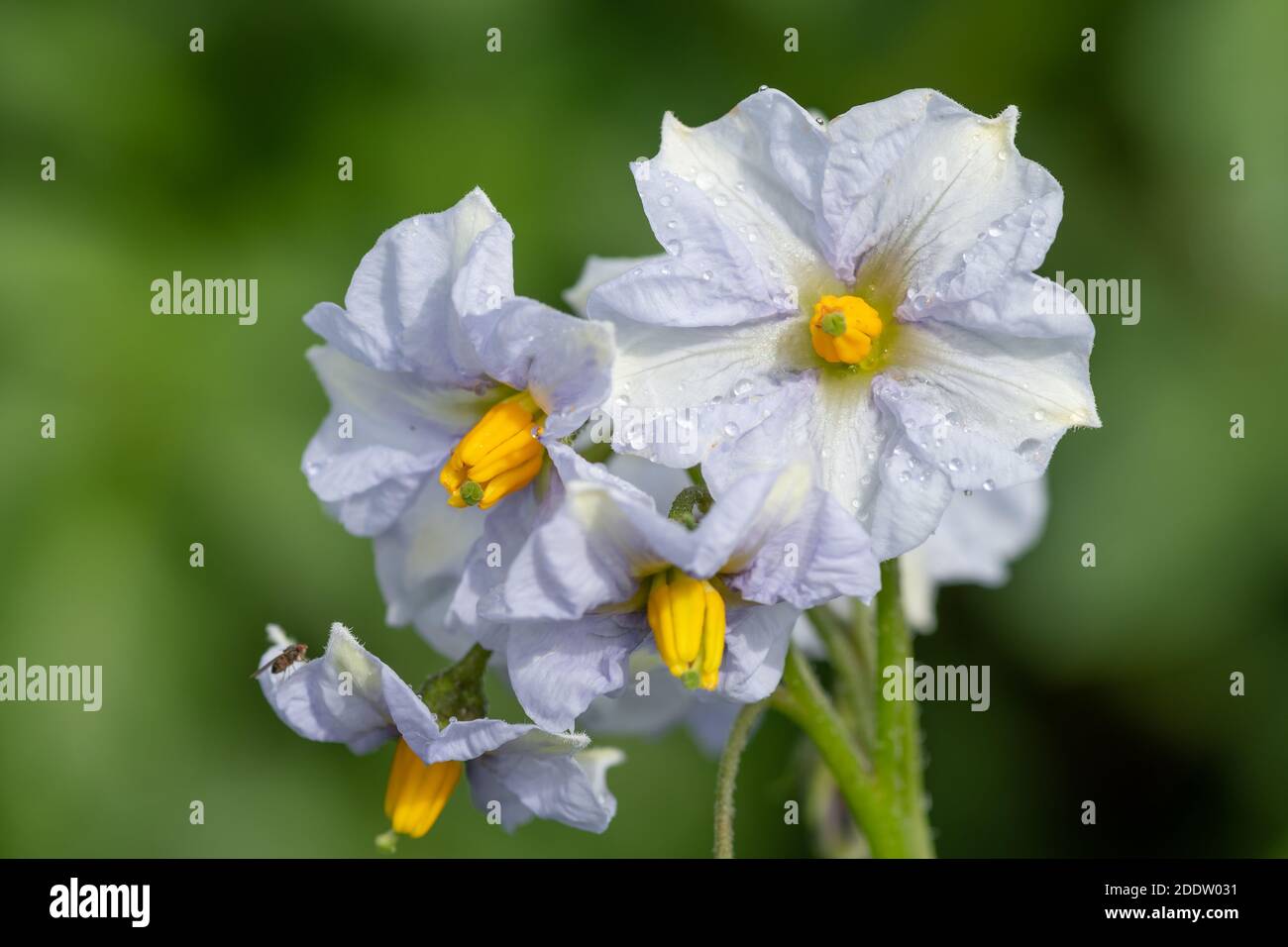 Potato inflorescence hi-res stock photography and images - Alamy