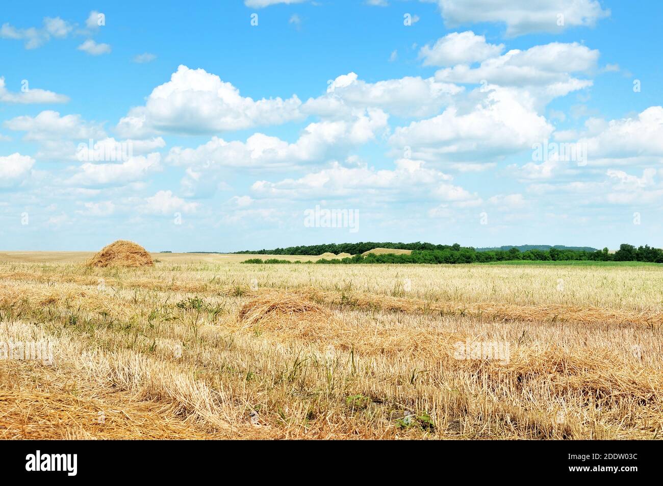 Wheat field after harvest Stock Photo - Alamy