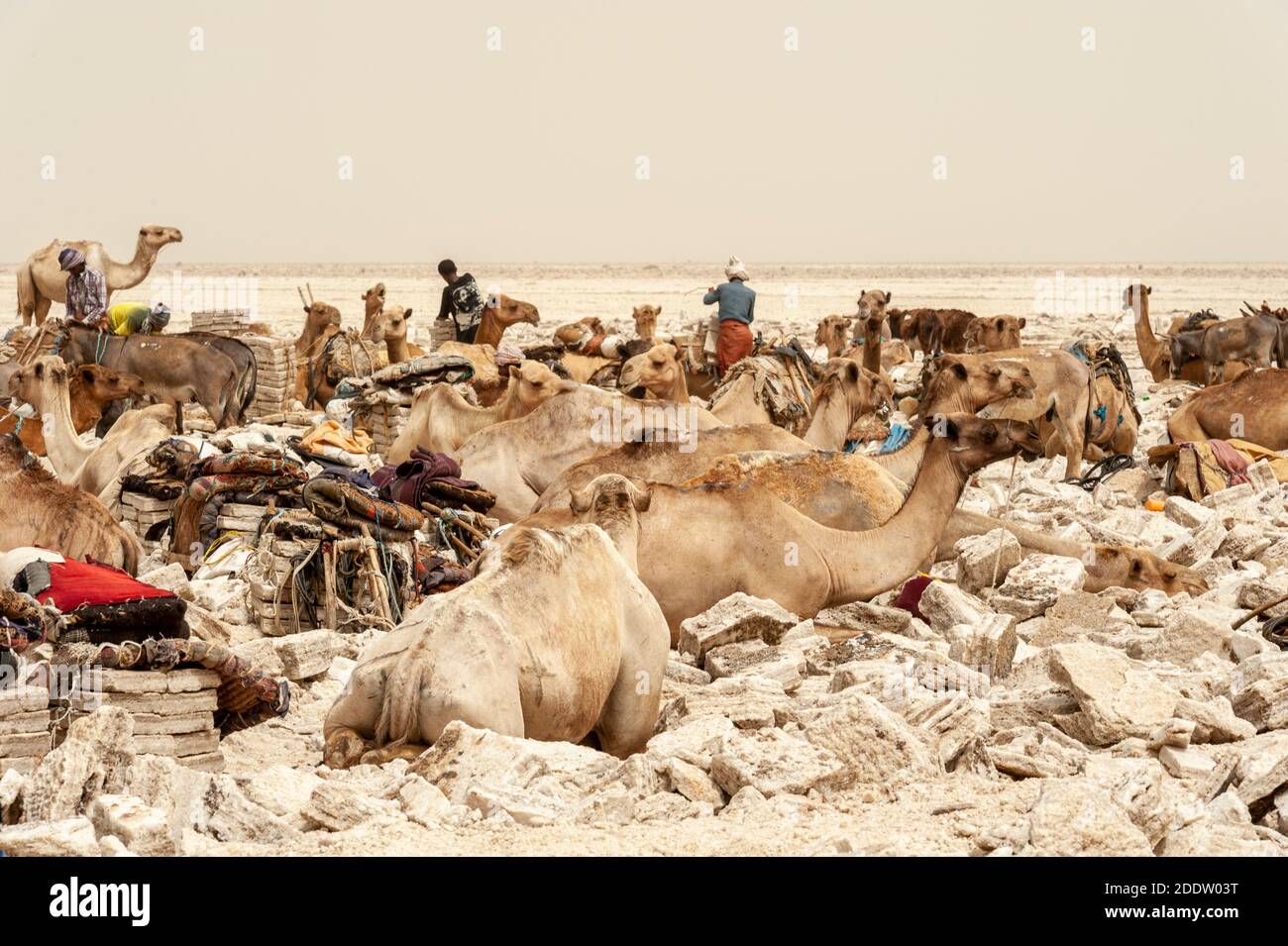 Salt miners working in the Danakil Depression salt fields in the Afar ...
