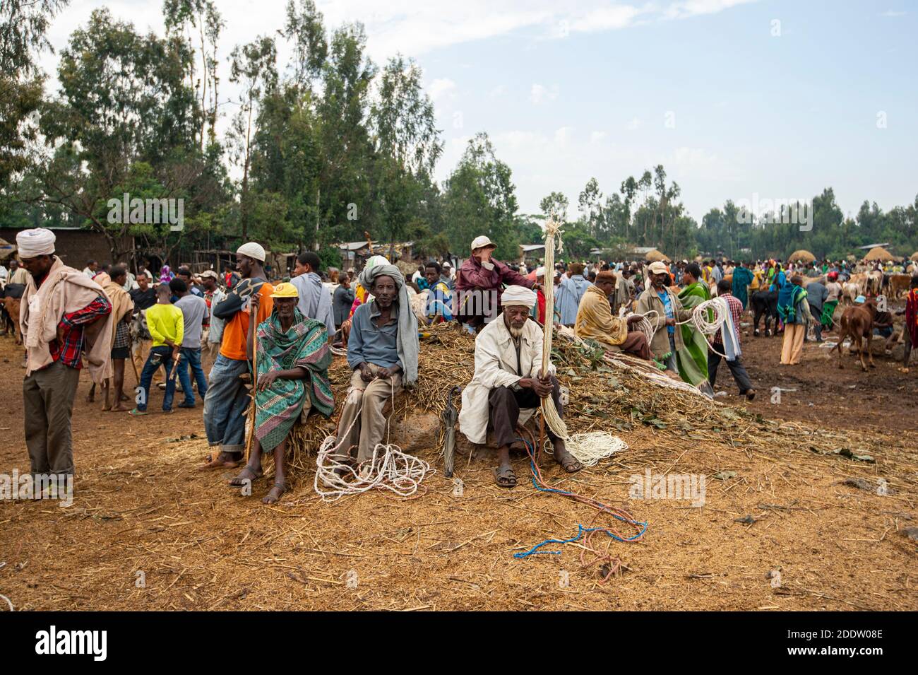 Traditional Ethiopian rural market for livestock in Tigray, Ethiopia ...