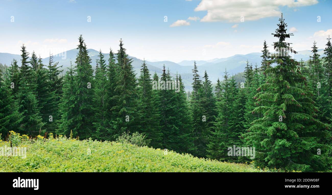 Mountains top trees hi-res stock photography and images - Alamy