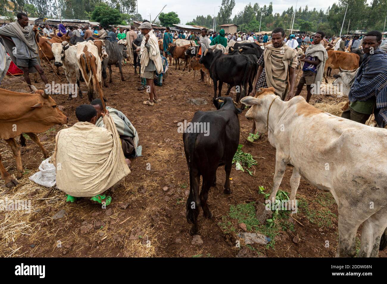 Traditional Ethiopian rural market for livestock in Tigray, Ethiopia ...