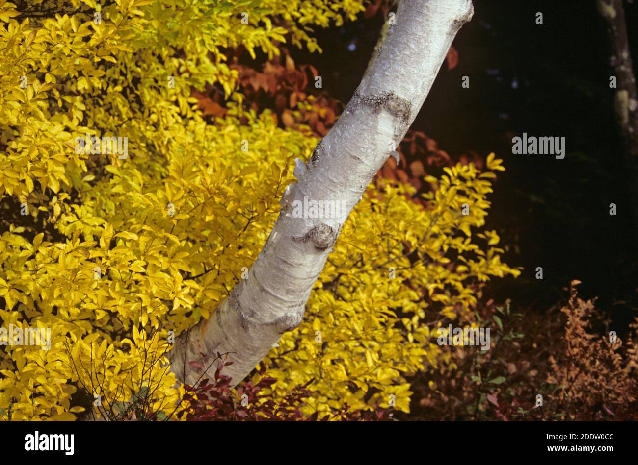 Paper Birch Tree (Betula papyrifera) & Fall Shrubs Stock Photo - Alamy