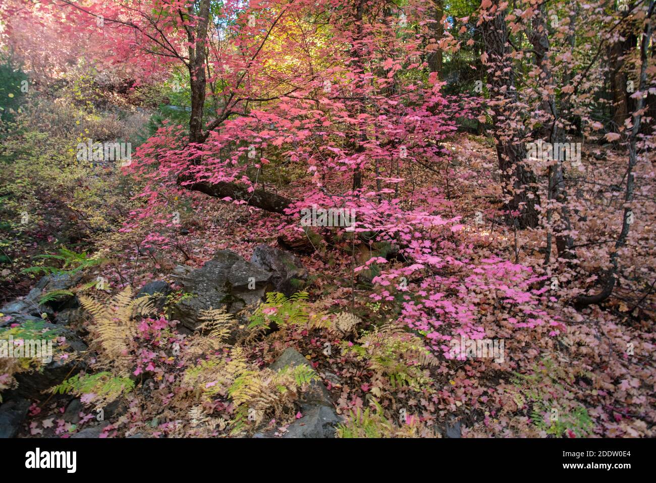 Bigtooth Maple Tree (Acer grandidentatum) in fall colors Stock Photo ...
