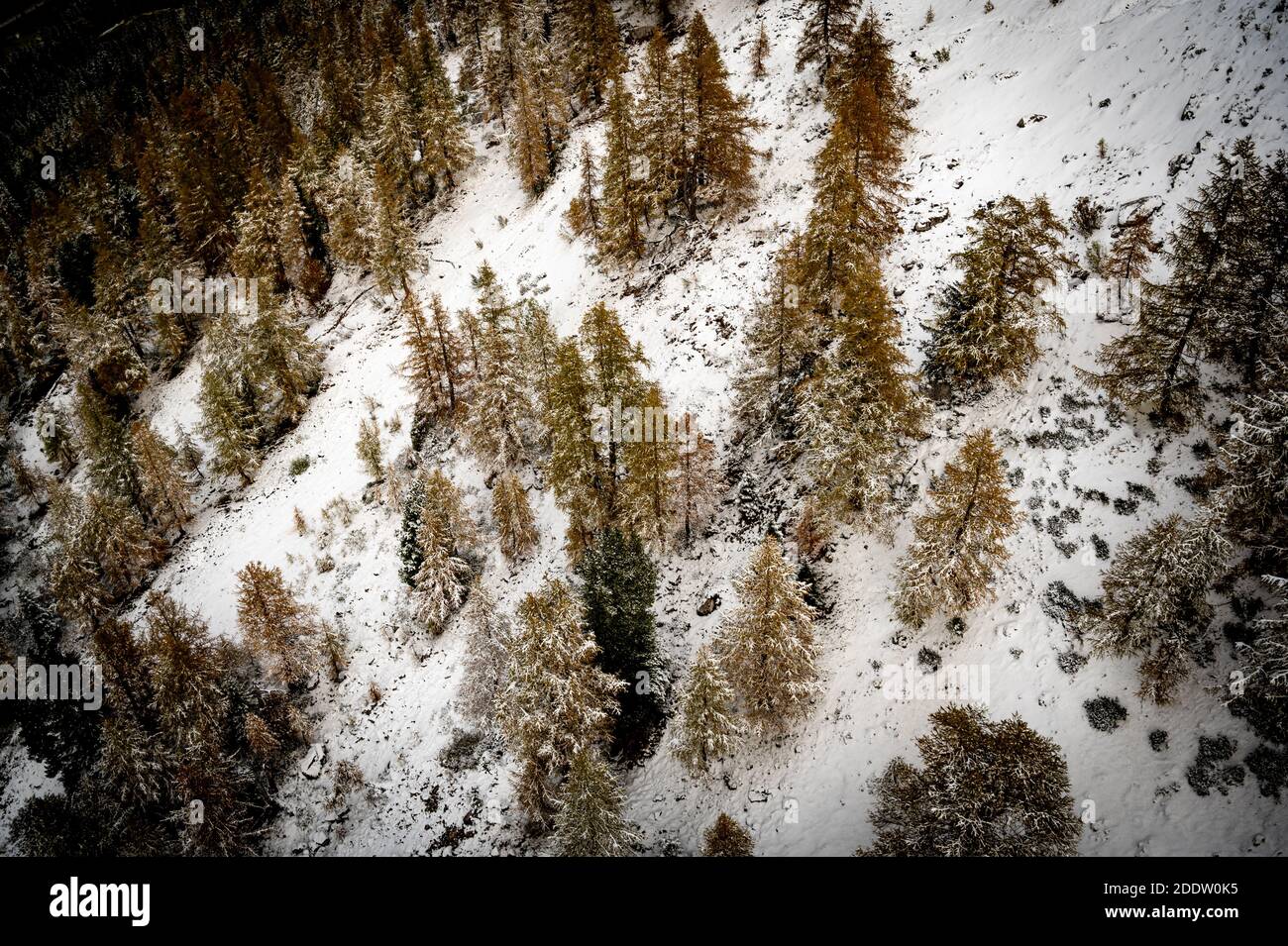 Snow covered ground with pine trees in winter. Diablerets Glacier ...