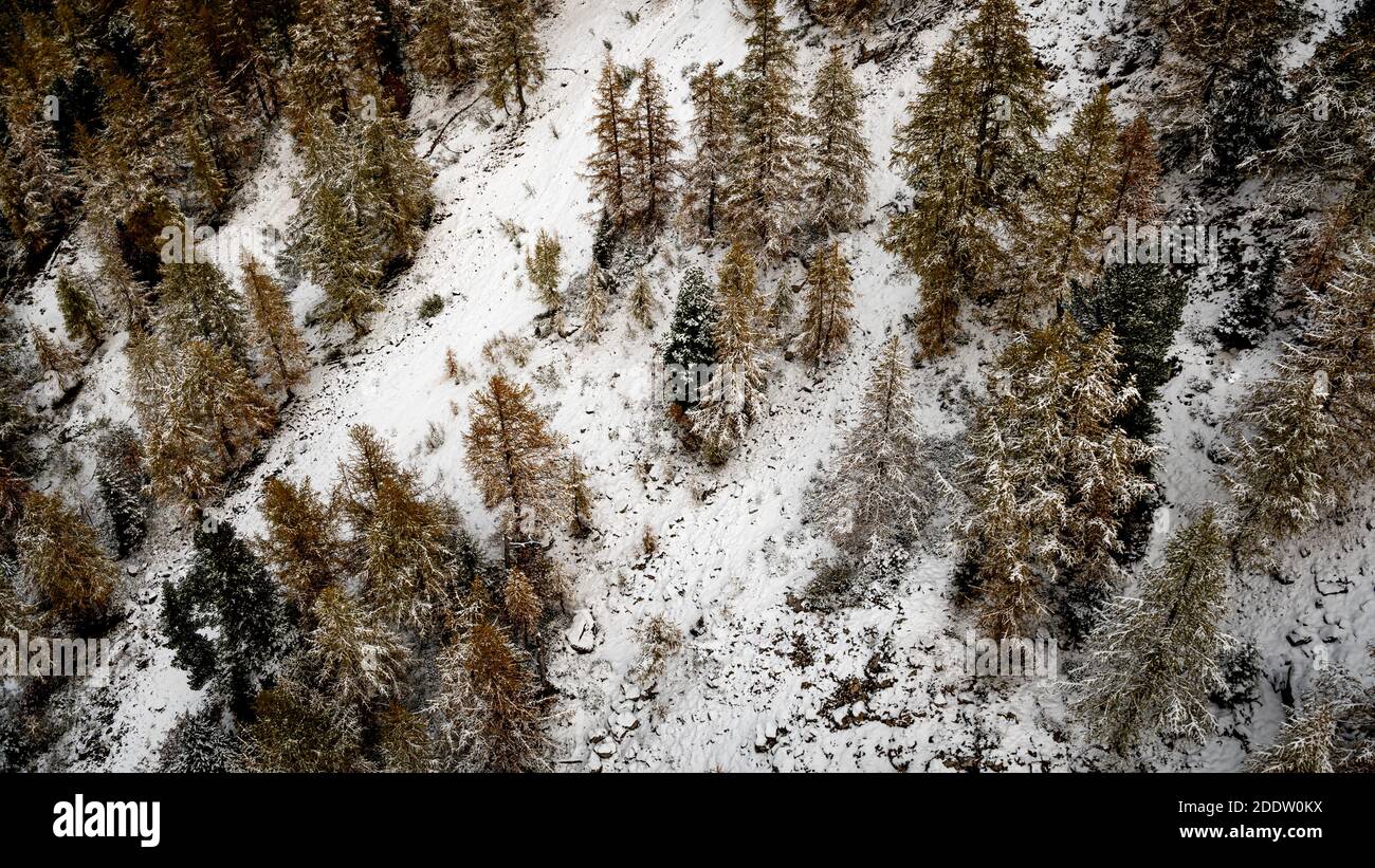 Snow covered ground with pine trees in winter. Diablerets Glacier ...