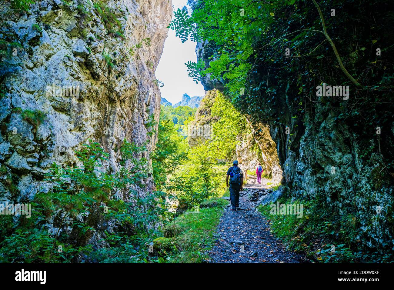 Canyon made by the Alba River. River Alba Trail. Redes Natural Park and ...