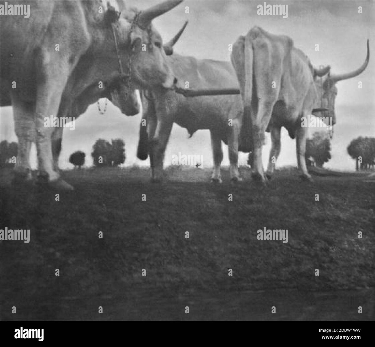 Koppitz hi-res stock photography and images - Alamy