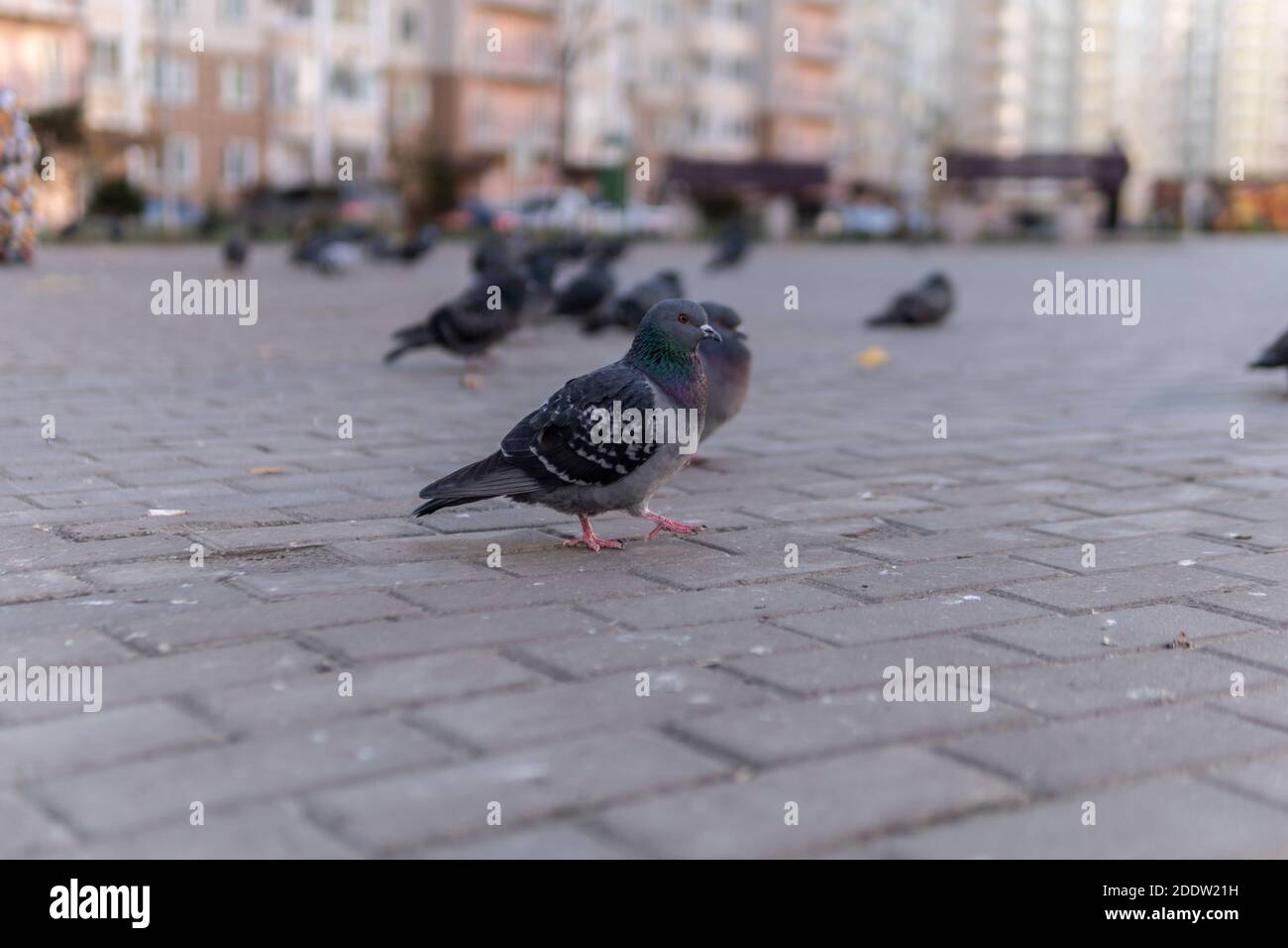 Dove white with gray wild in the park of paving stones, in the fall ...