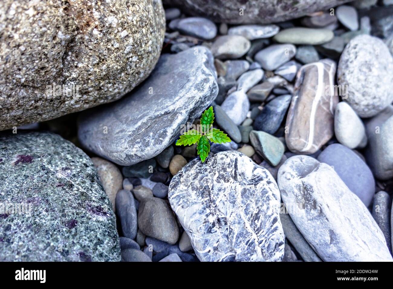 Pebble plant hi-res stock photography and images - Alamy