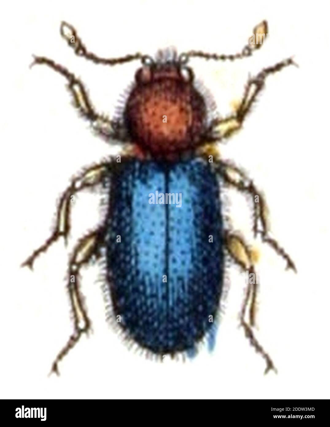 Korynetes hi-res stock photography and images - Alamy