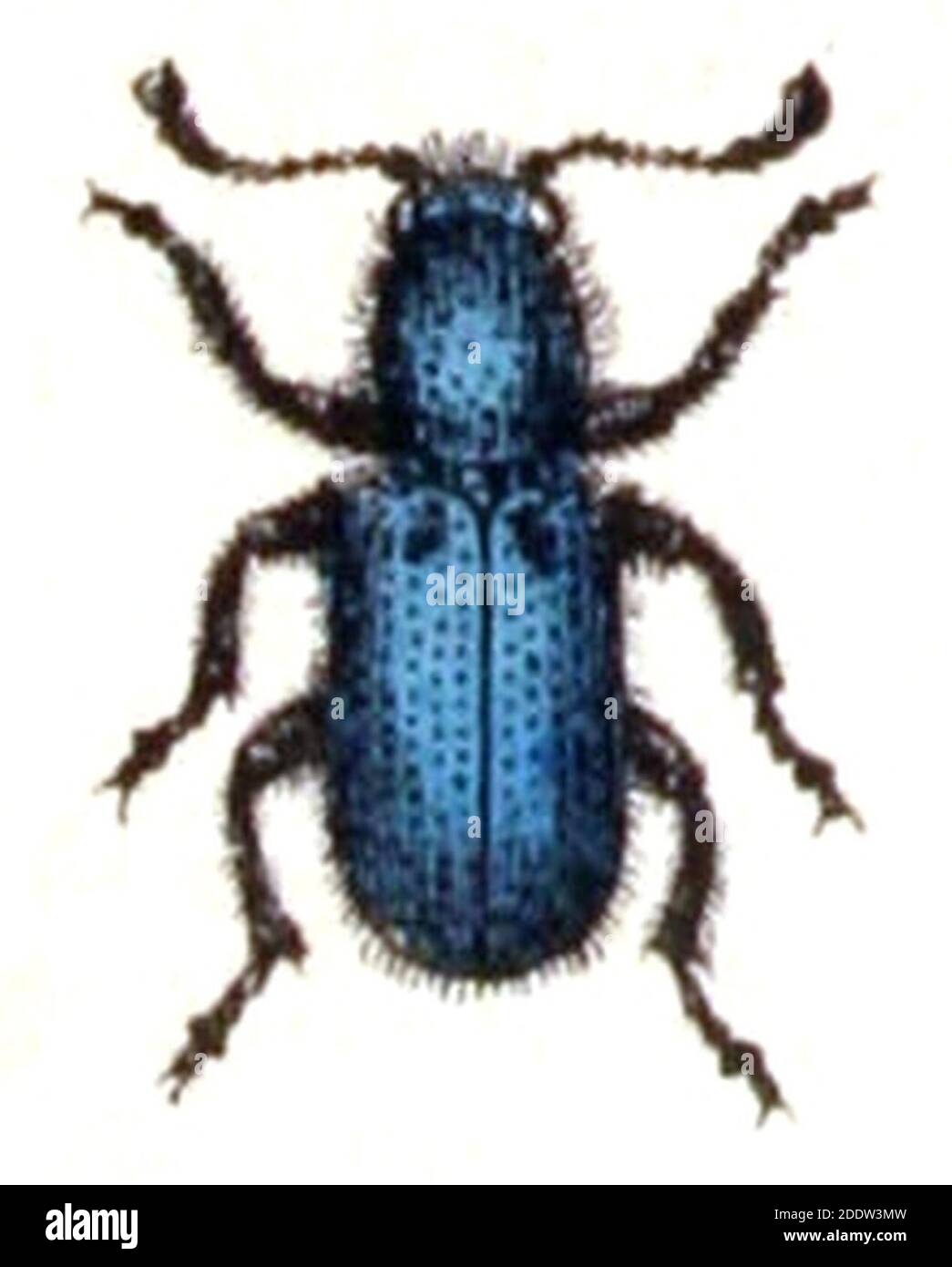 Korynetes hi-res stock photography and images - Alamy