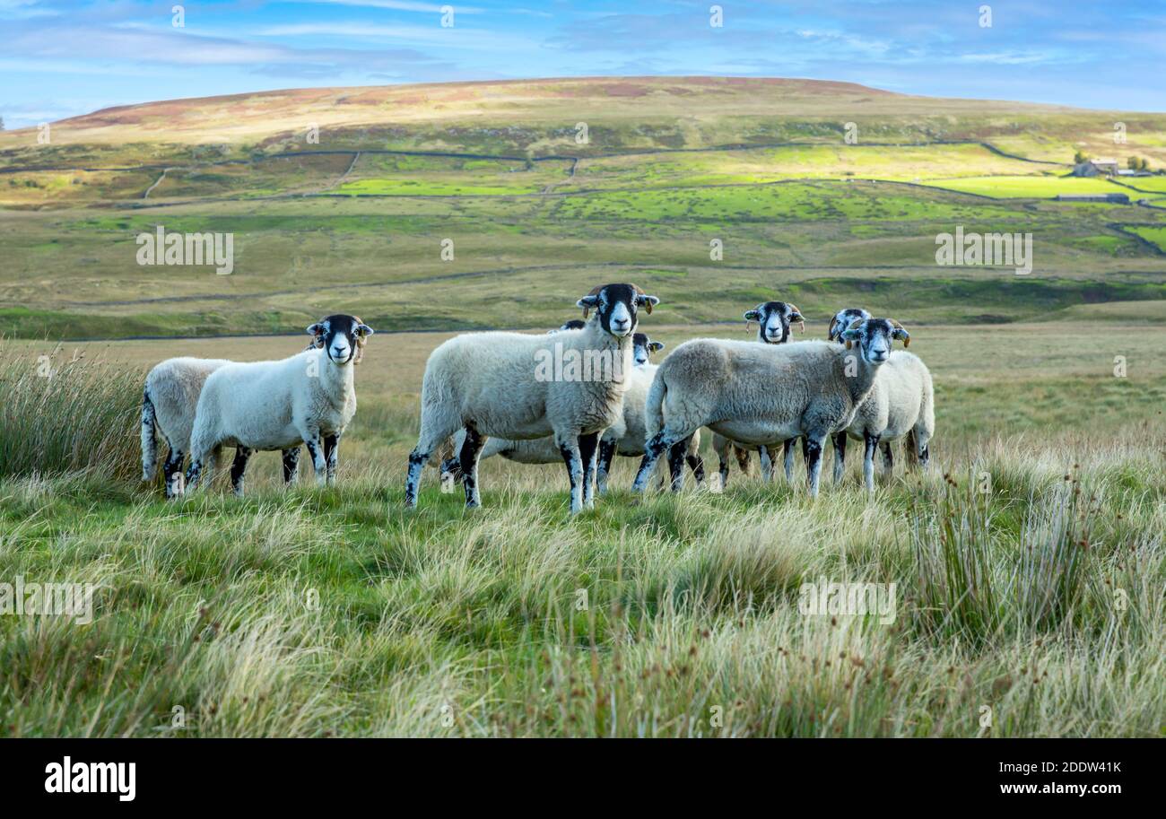 Wensleydale Sheep High Resolution Stock Photography and Images - Alamy
