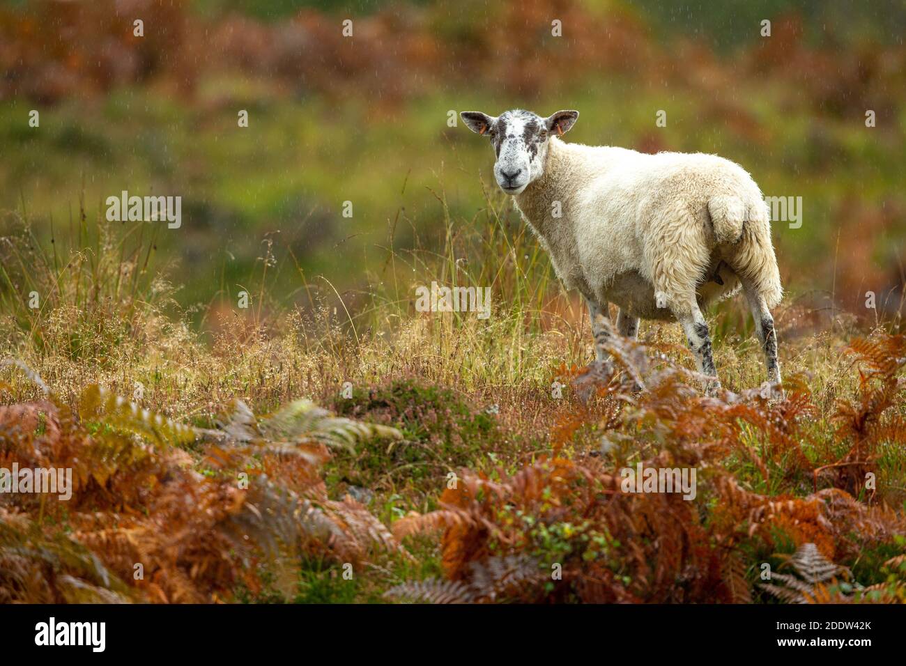 A Highland Mule sheep or Ewe facing forward stood in the rain in ...