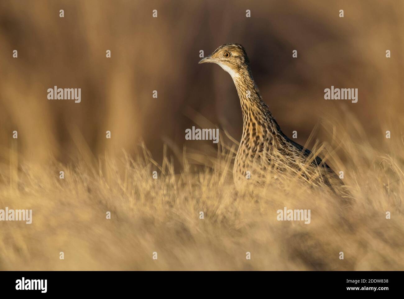 Spotted Nothura, nothura maculosa, in Pampas grass environment, La ...