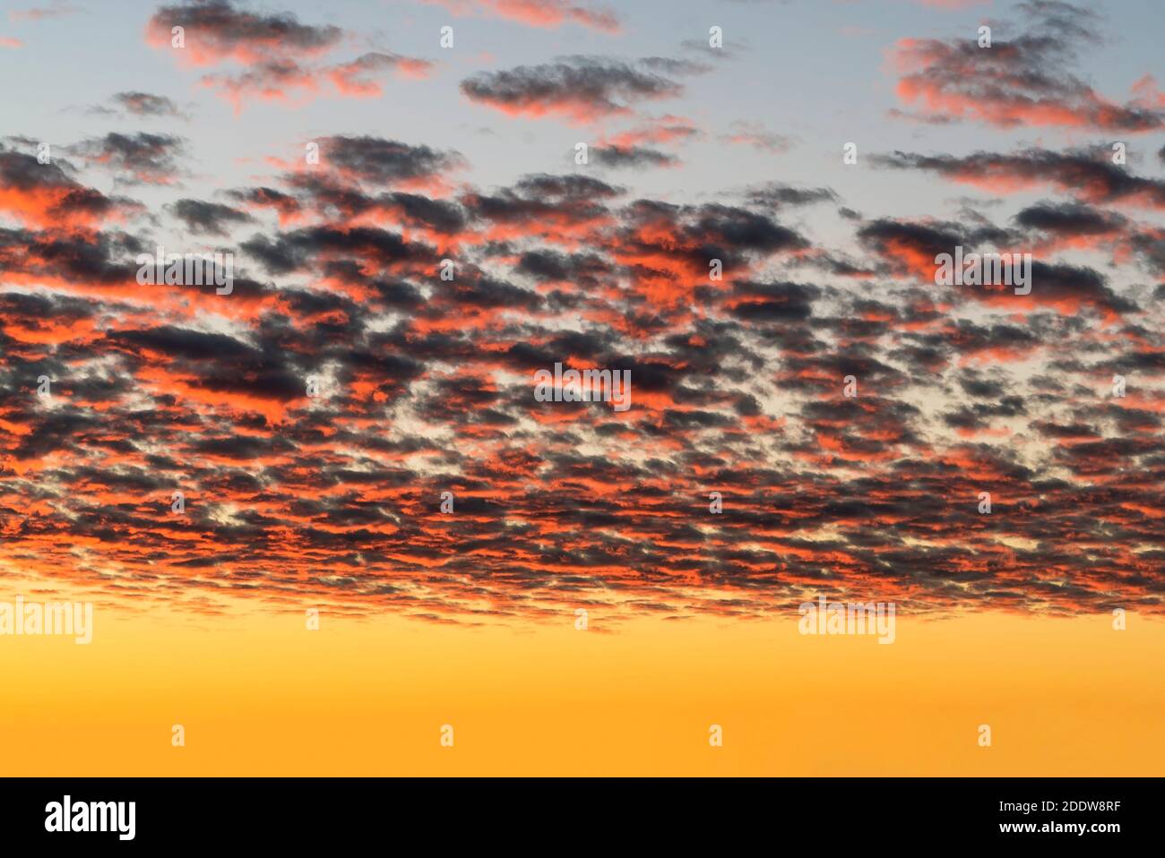 Beautiful red clouds illuminated by the rays of the sun at sunset float ...
