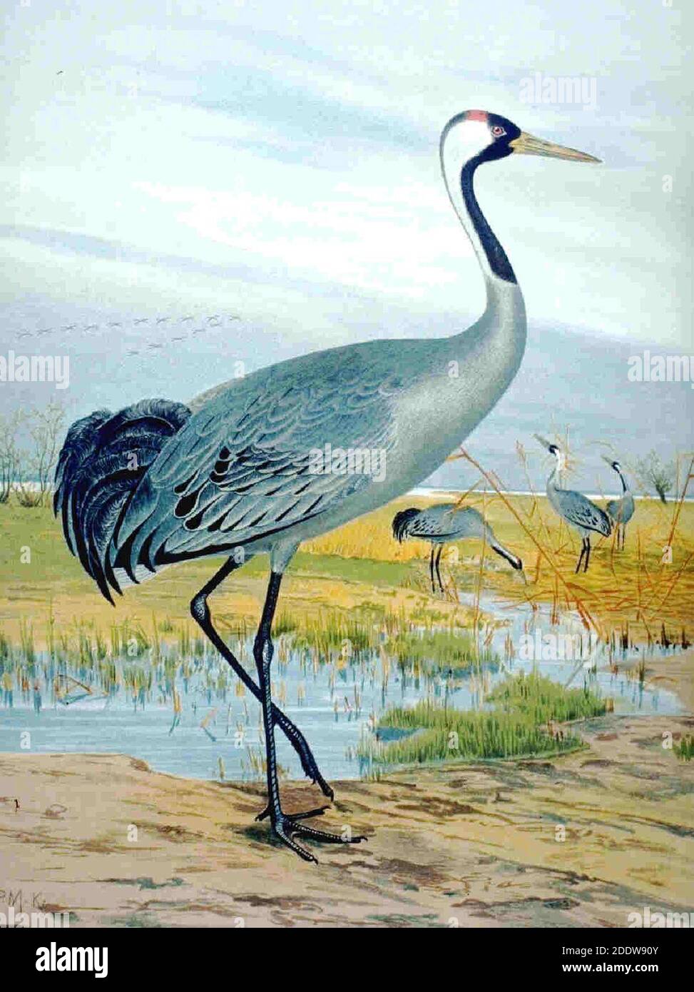 Vintage kranich hi-res stock photography and images - Alamy