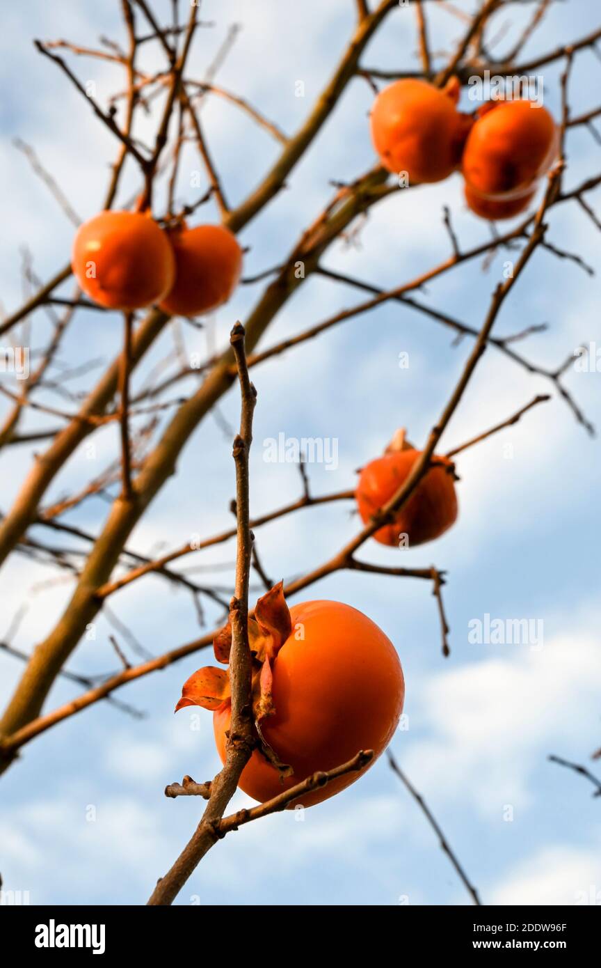 Persimon tree hi-res stock photography and images - Alamy
