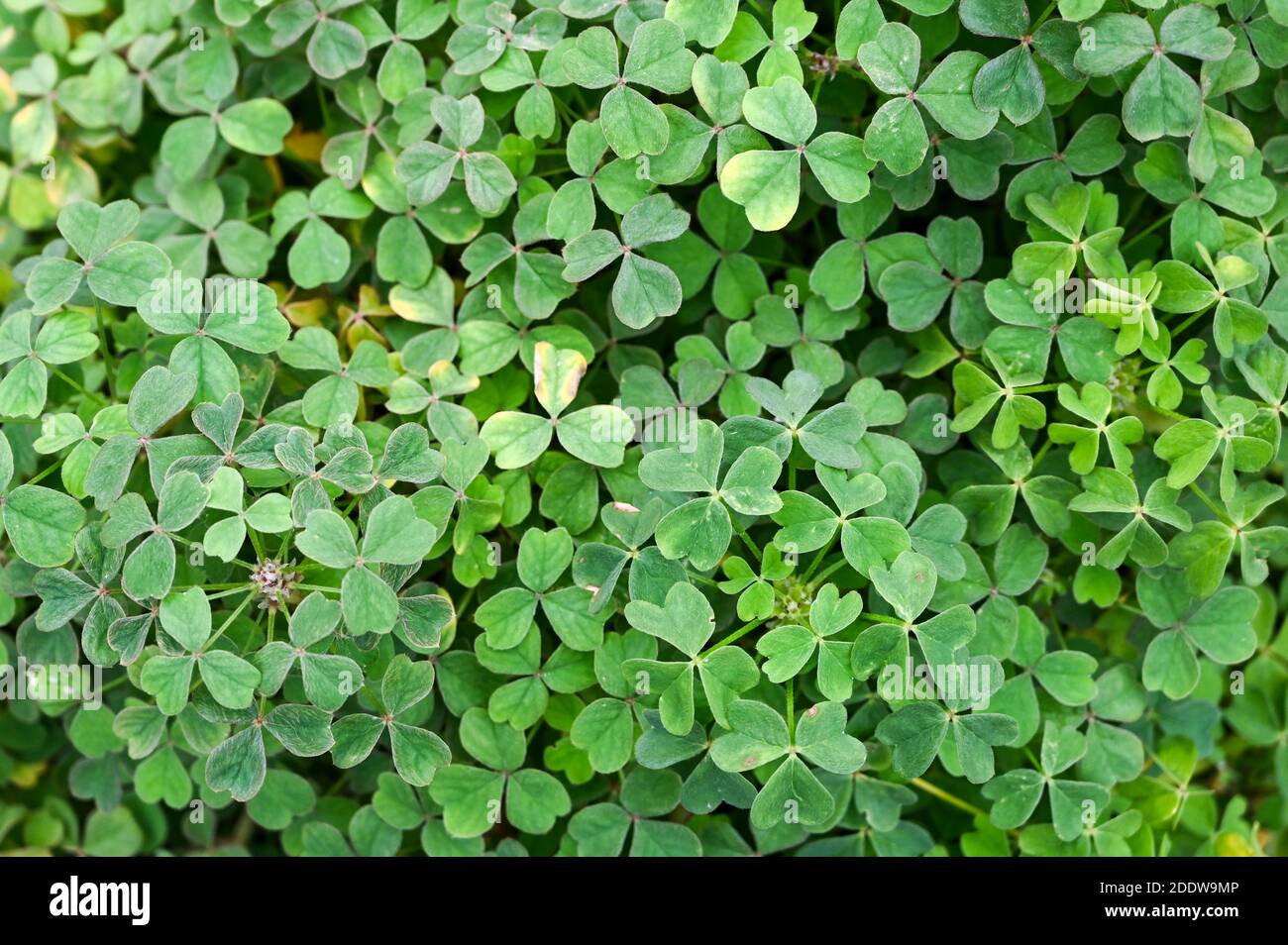 Oca growing hi-res stock photography and images - Alamy