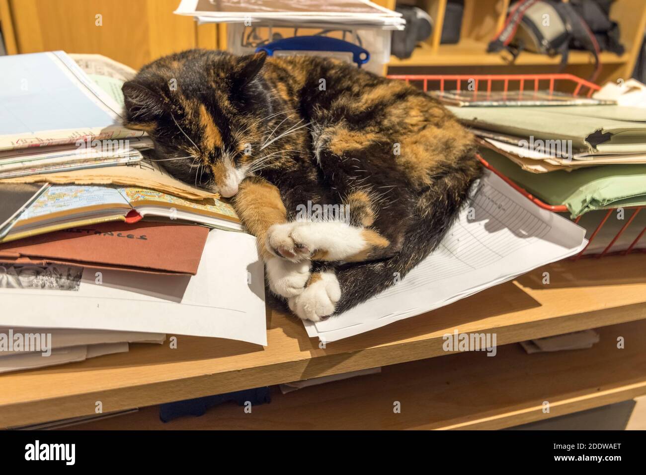Cat asleep on table filled with papers, Wales Stock Photo - Alamy