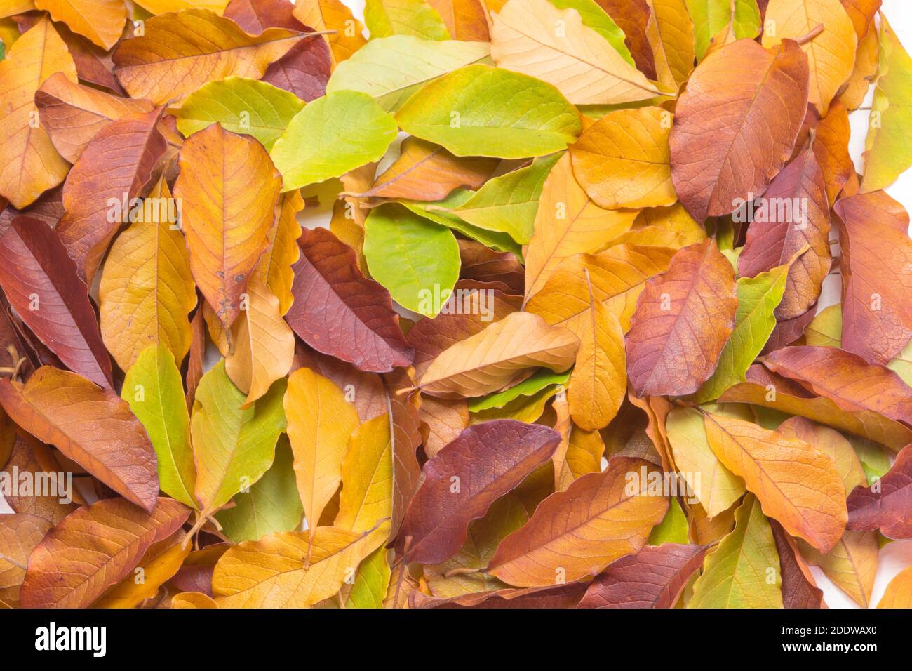 Magnolia leaves background. Colorful seasonal background of autumn ...