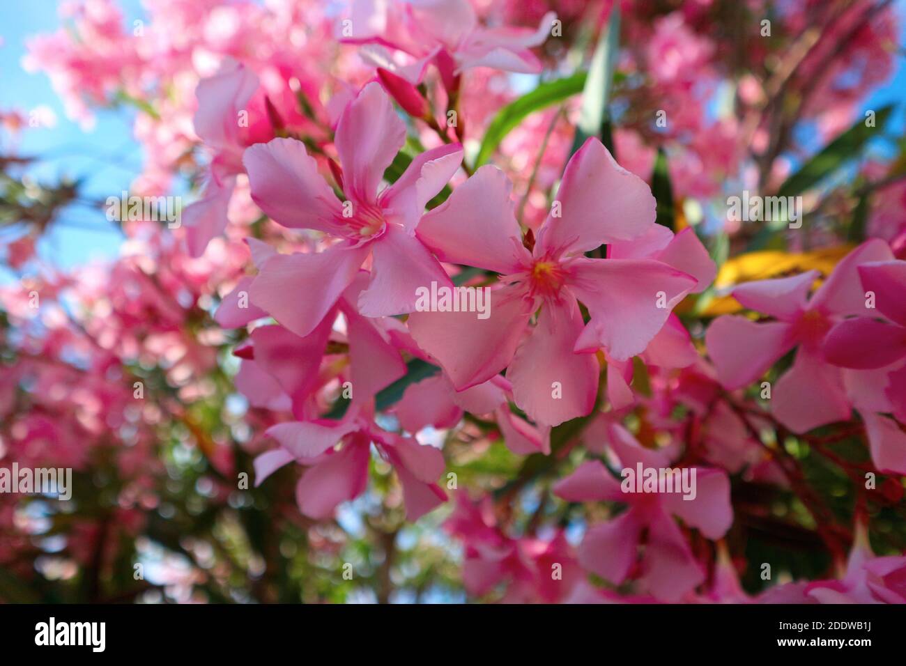 Oleander blossom. Branch with pink flowers of oleander tree Stock Photo ...