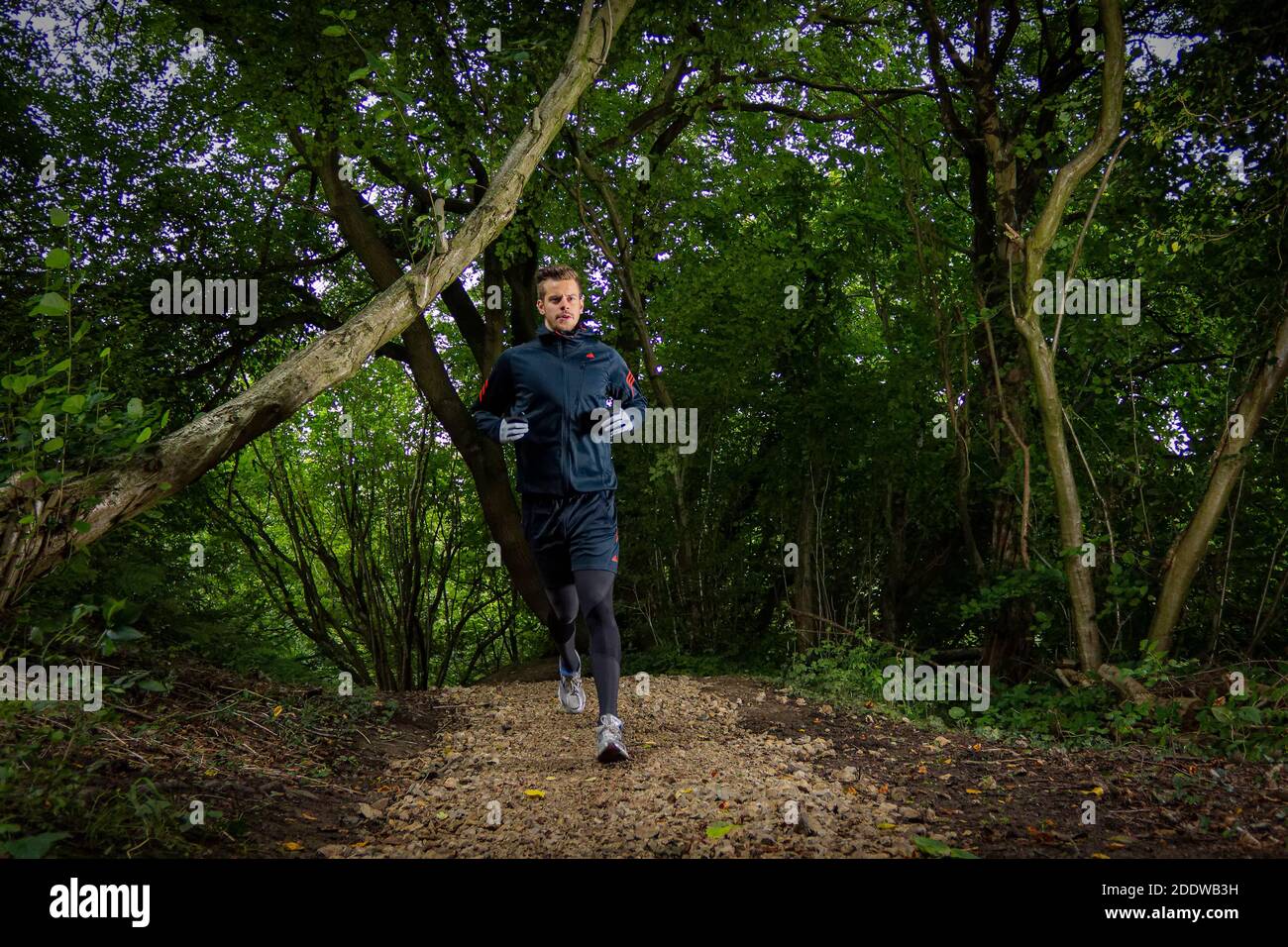 Young man trail running on a gravel path in the woods, UK Stock Photo ...
