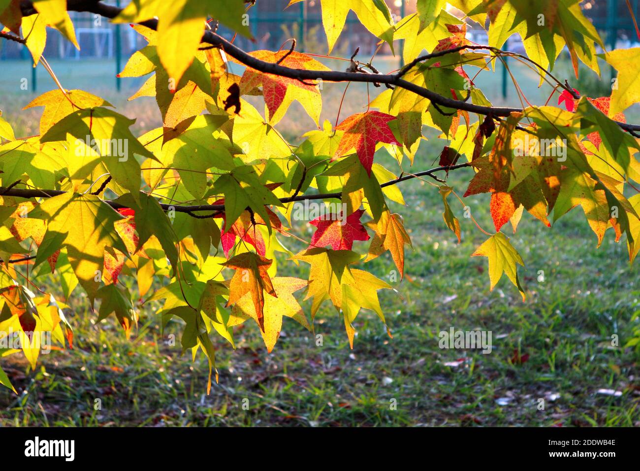 Liquid amber tree leaves hi-res stock photography and images - Alamy