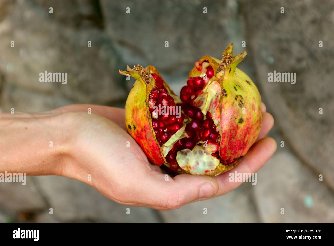 Hand holding pomegranate hi-res stock photography and images - Alamy
