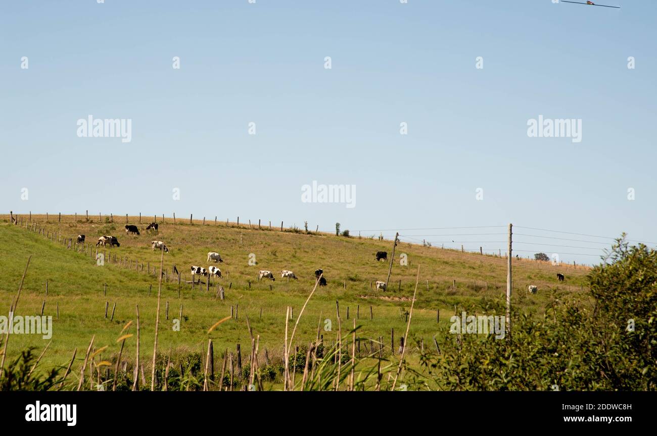 Farm animals. Extensive cattle breeding in Brazil. Small rural property ...