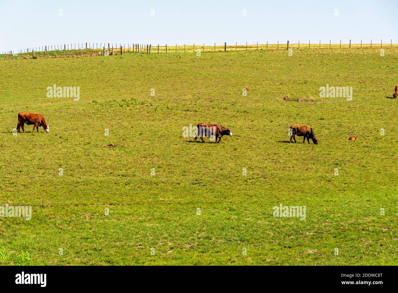 Farm animals. Extensive cattle breeding in Brazil. Small rural property ...