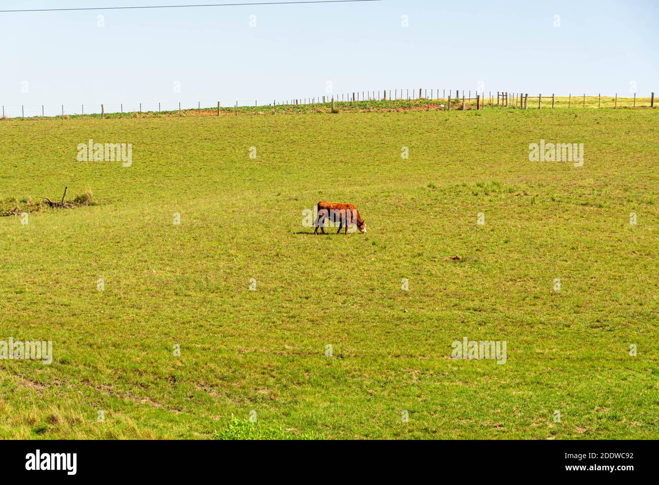 Farm animals. Extensive cattle breeding in Brazil. Small rural property ...