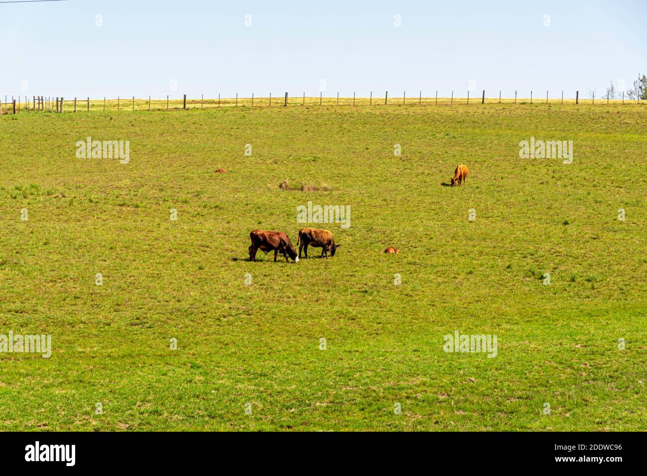 Farm animals. Extensive cattle breeding in Brazil. Small rural property ...