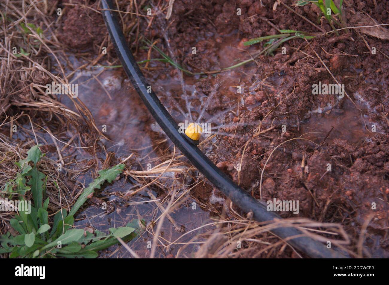 Close-up of one of the pivots that expel water during drip irrigation ...