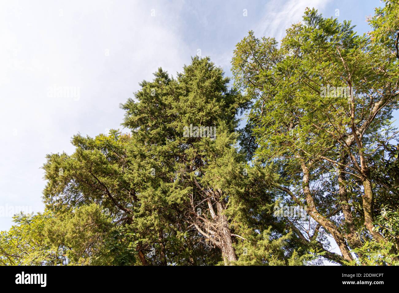 Native trees of Brazil. Brazilian Flora. Blue sky and clouds. Flora and ...