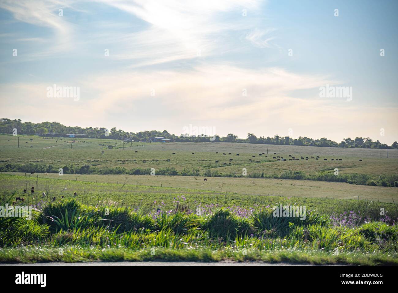 Rural landscape. Small extensive cattle raising property in southern ...