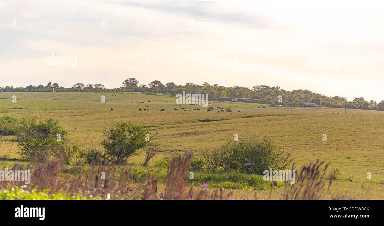 Rural landscape. Small extensive cattle raising property in southern ...