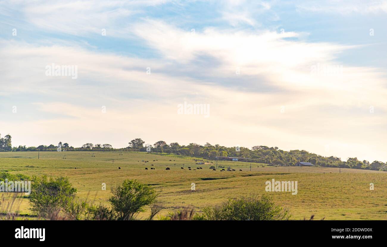 Rural landscape. Small extensive cattle raising property in southern ...