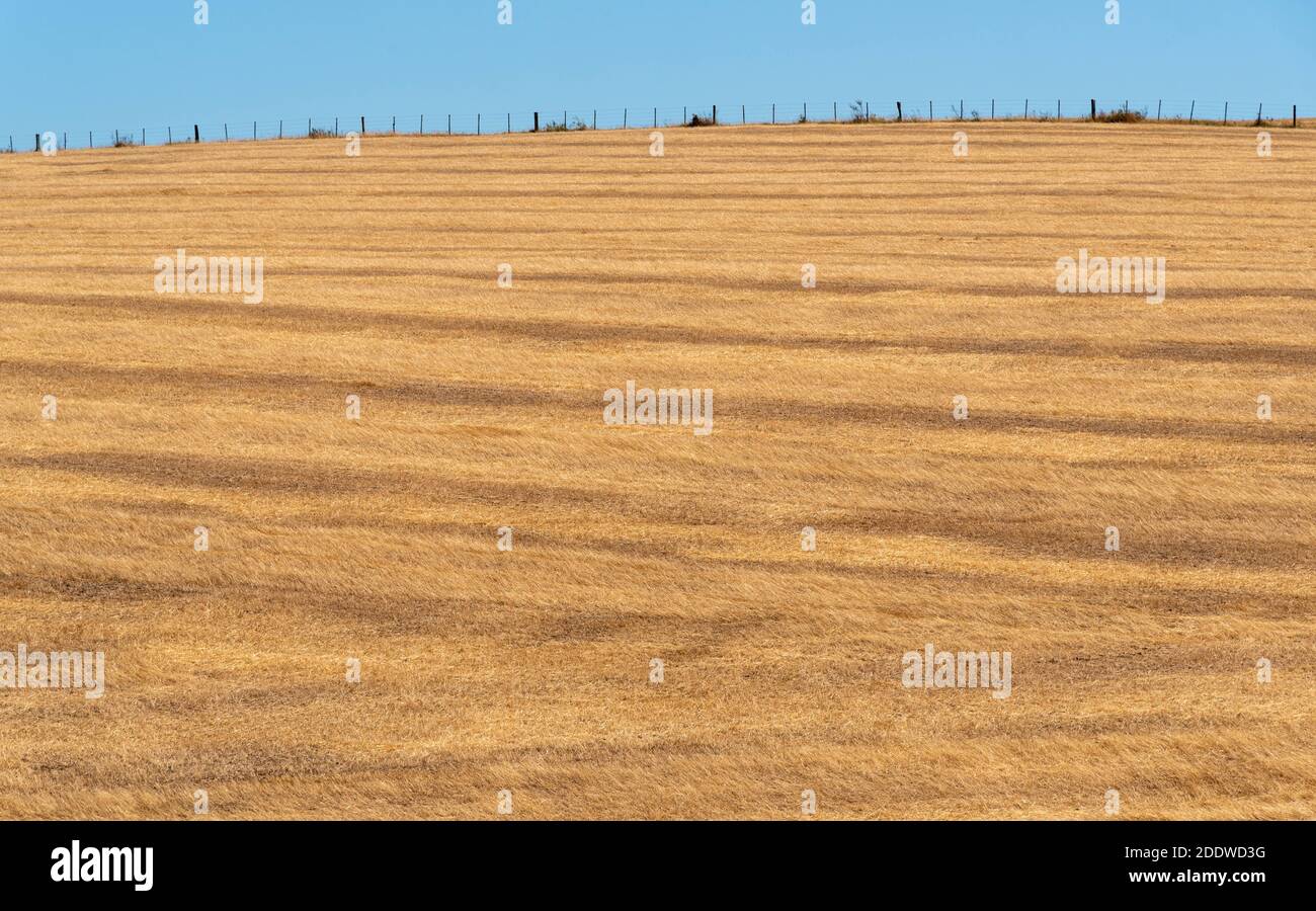 Soy production fields. Dissection and crop rotation. No-till technique ...