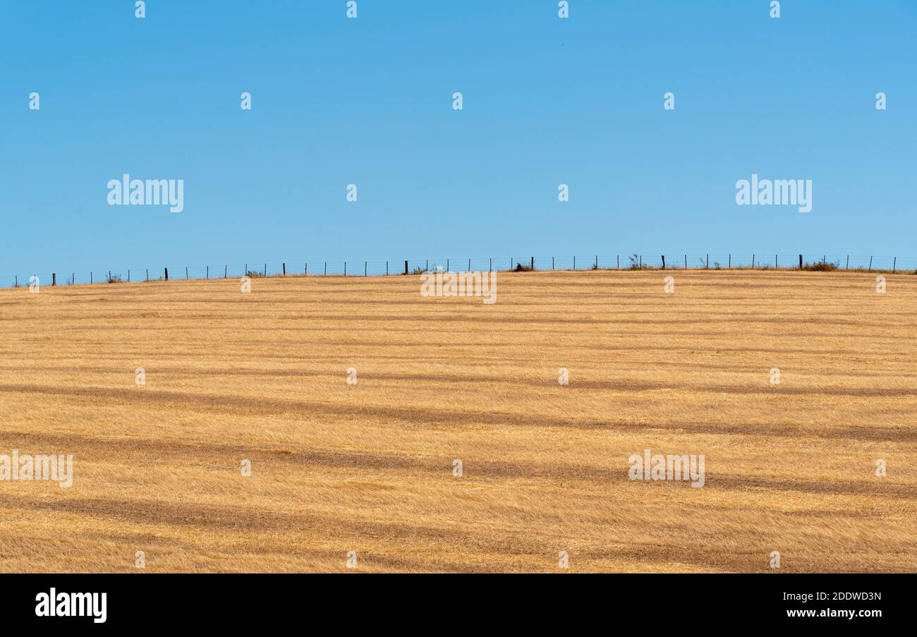 Soy production fields. Dissection and crop rotation. No-till technique ...