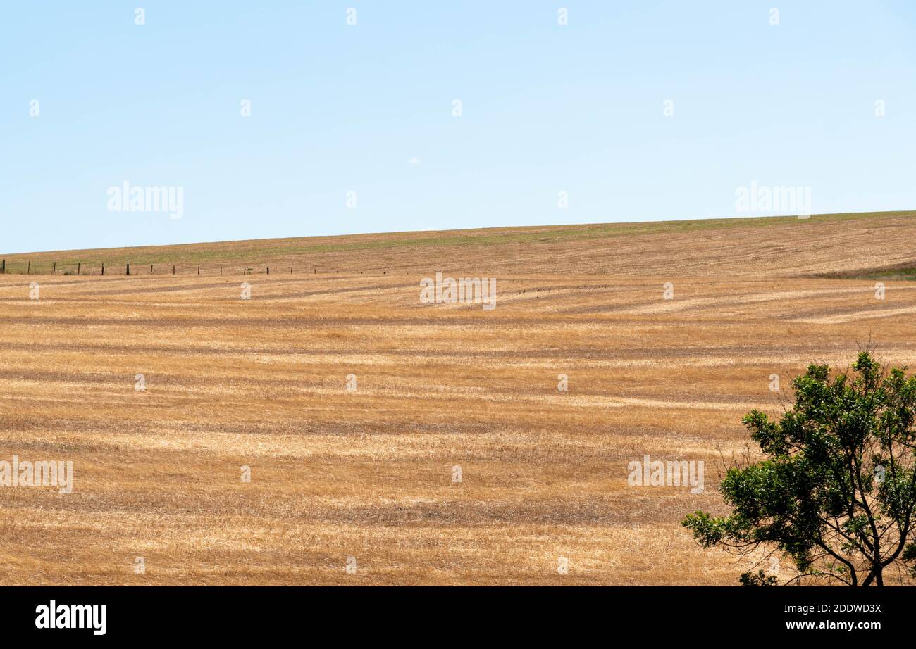 Soy production fields. Dissection and crop rotation. No-till technique ...