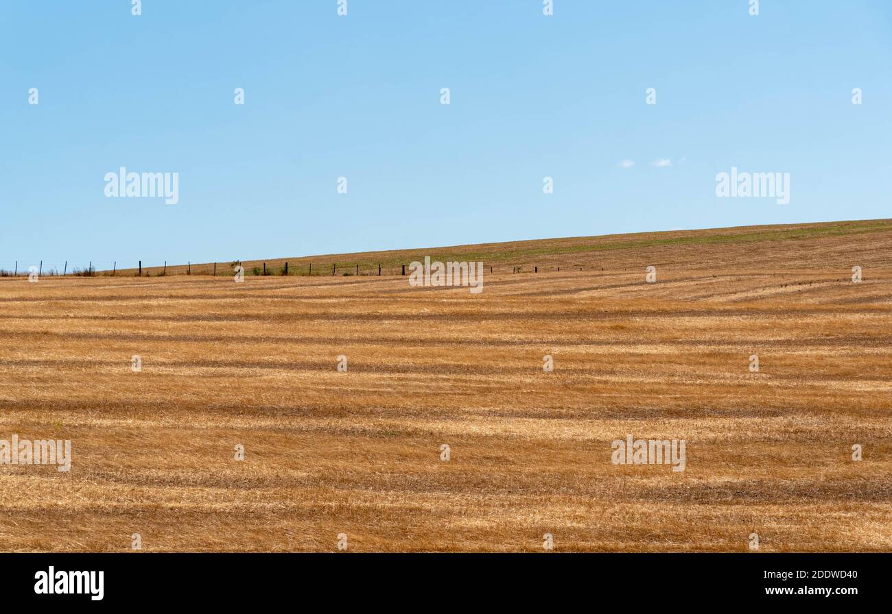 Soy production fields. Dissection and crop rotation. No-till technique ...