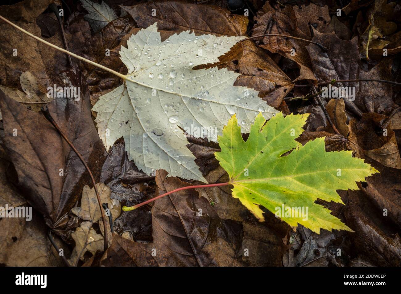 autumn leaves on the ground Stock Photo - Alamy